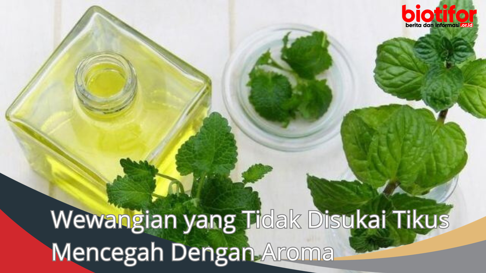 Wewangian yang Tidak Disukai Tikus Mencegah Dengan Aroma Wewangian yang Tidak Disukai Tikus Mencegah Dengan Aroma