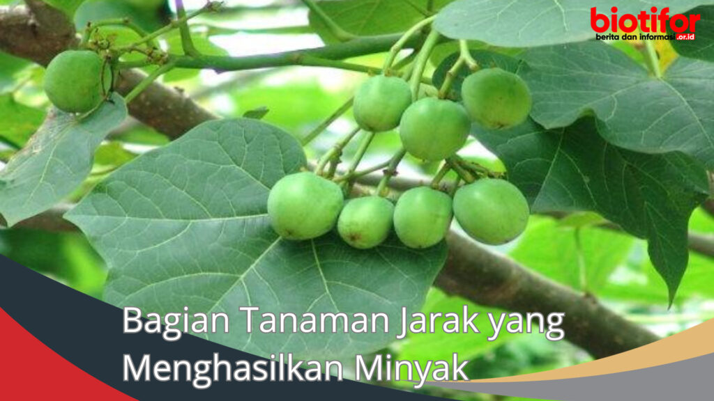 Bagian Tanaman Jarak yang Menghasilkan Minyak Adalah - Biotifor