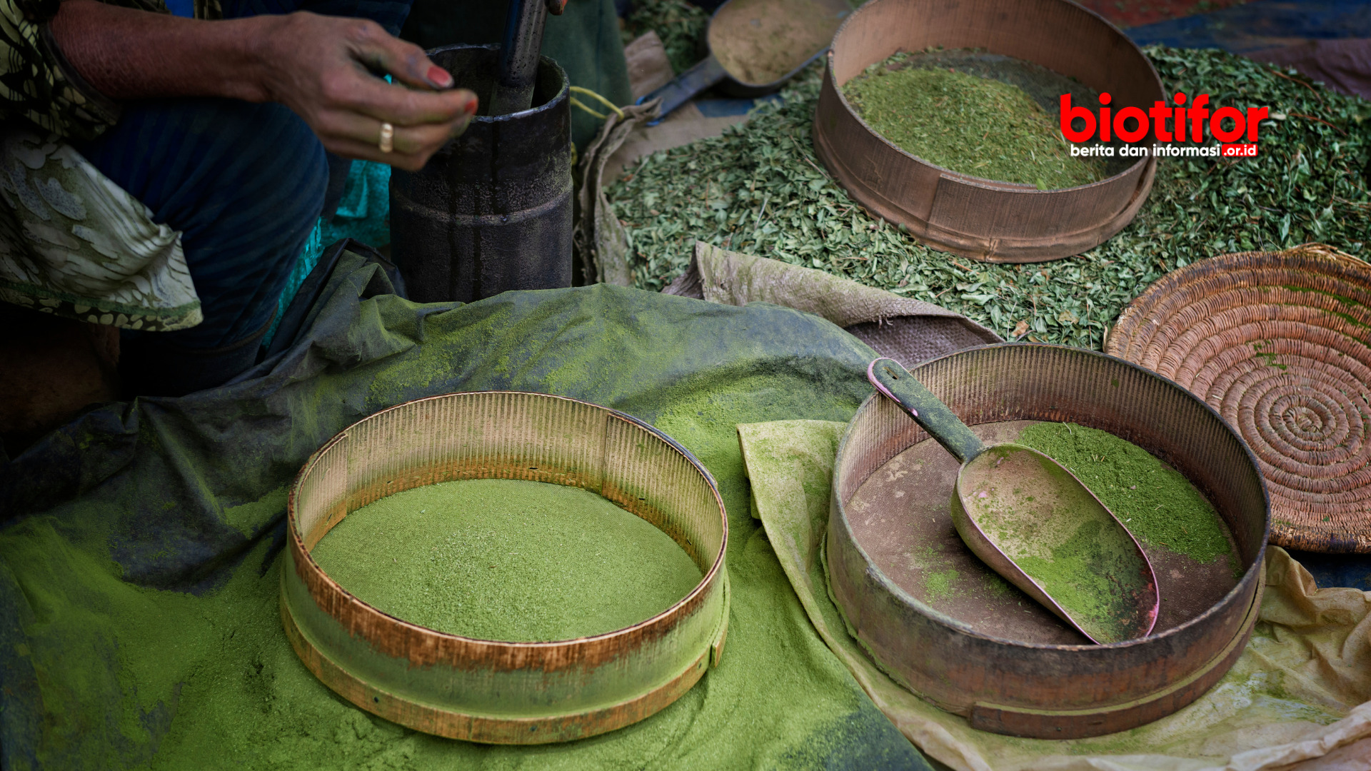 Cara Membuat Henna dari Daun Pacar secara Alami dan Aman - Biotifor