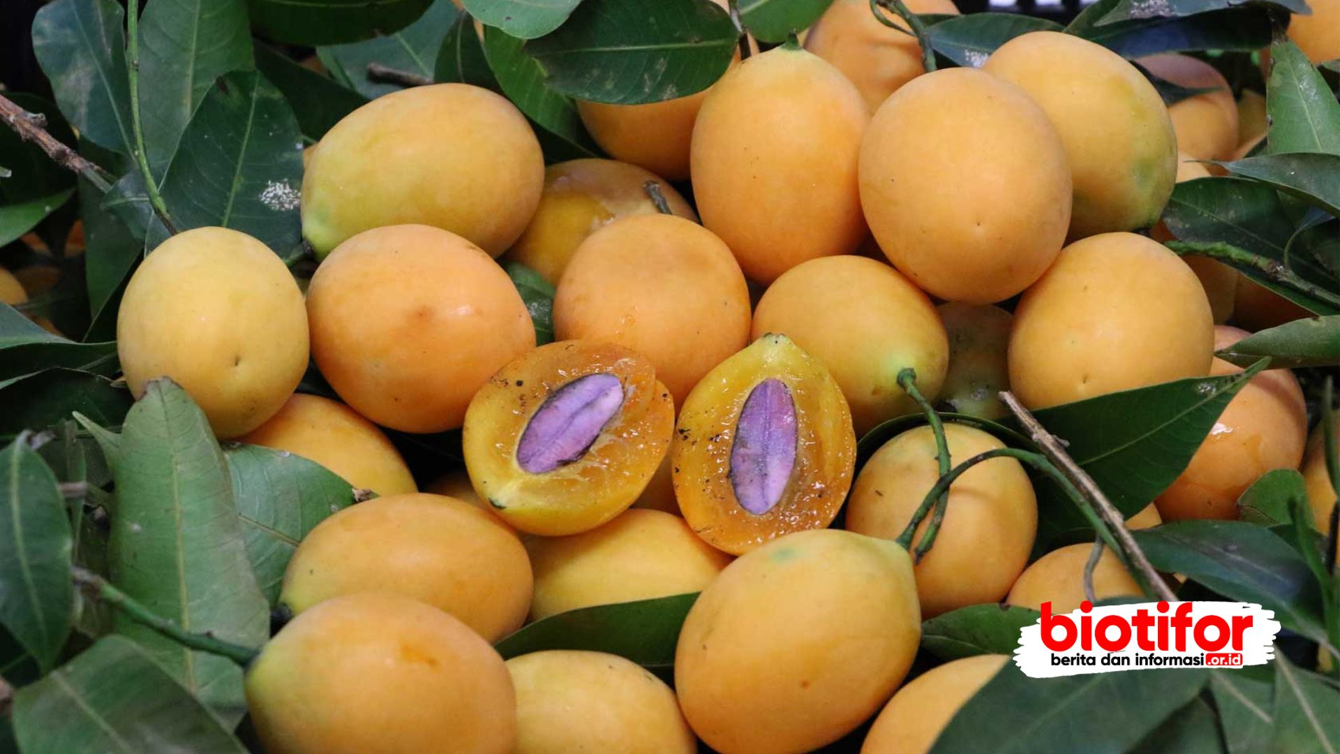 Manfaat Buah Gandaria: Kaya Nutrisi untuk Kesehatan Optimal - Biotifor