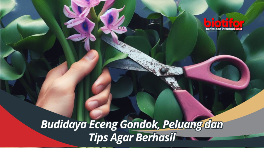 Cara Budidaya Kepiting : Panduan Lengkap Untuk Pemula