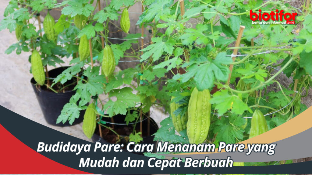 Budidaya Pare: Cara Menanam Pare yang Mudah dan Cepat Berbuah - Biotifor