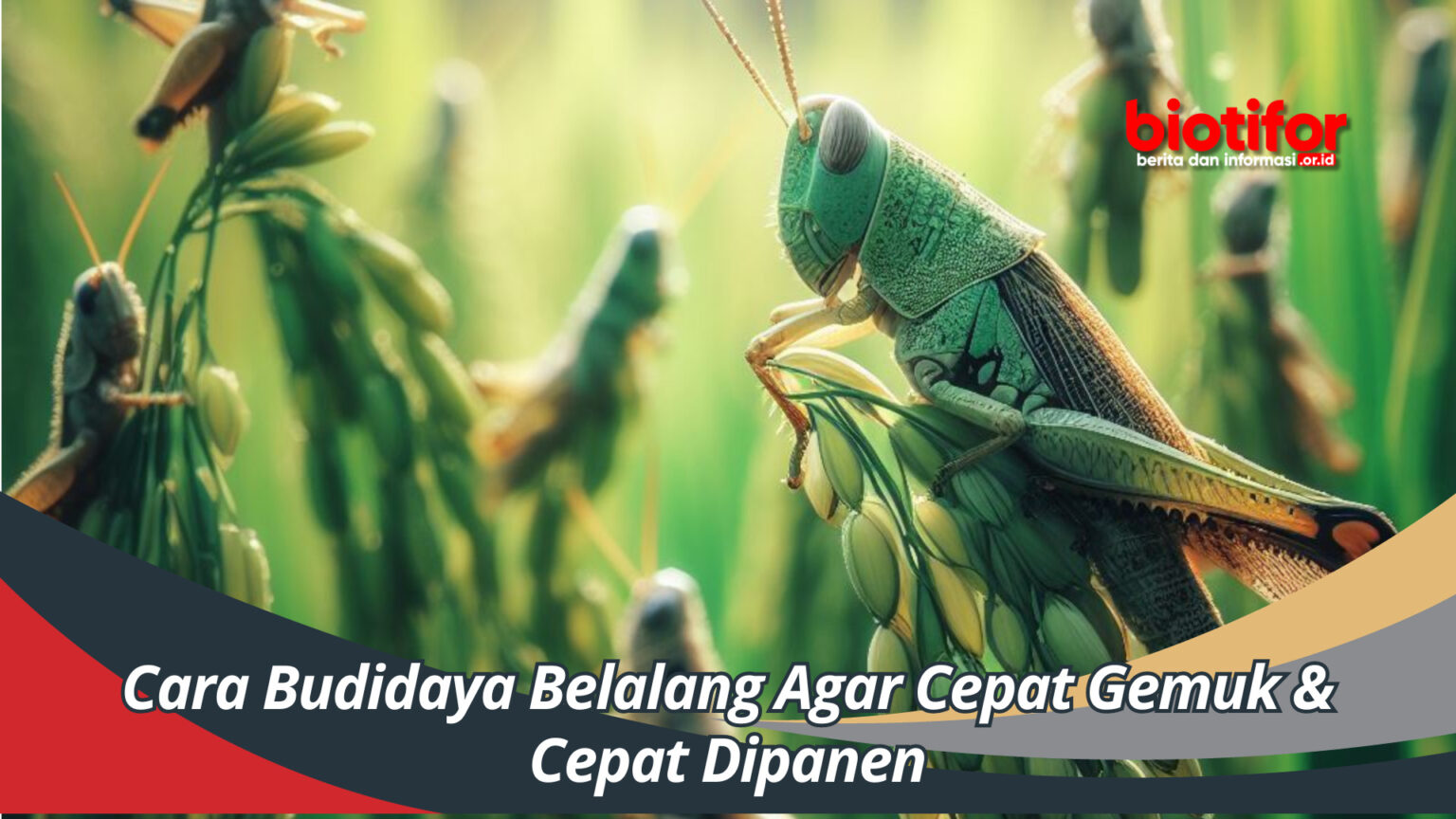 Cara Budidaya Belalang Agar Cepat Gemuk & Cepat Dipanen - Biotifor