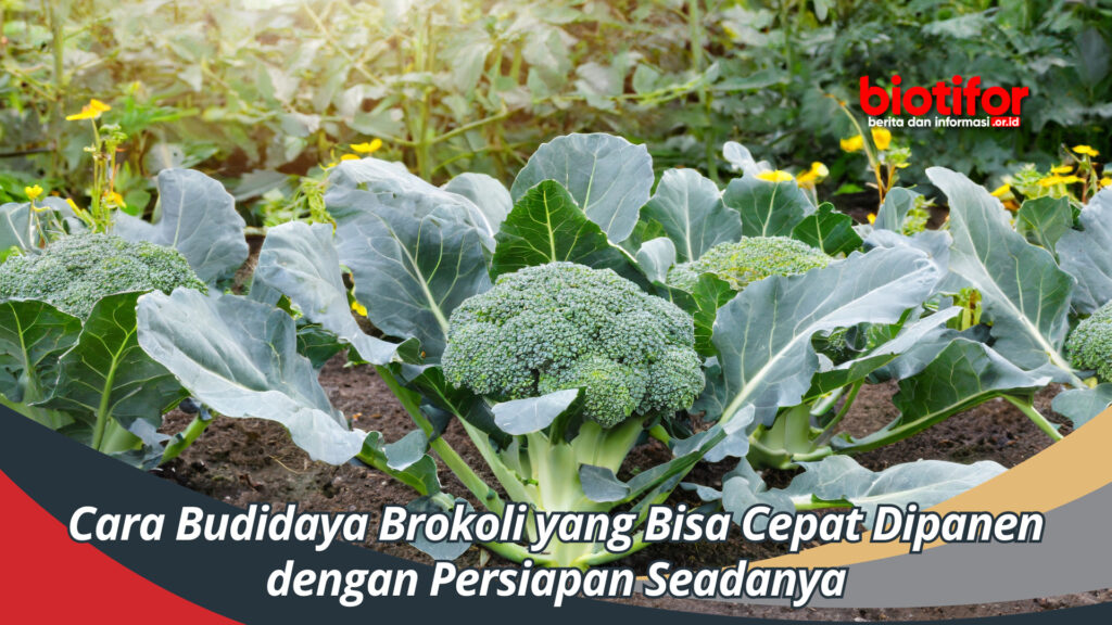 Cara Budidaya Brokoli yang Bisa Cepat Dipanen dengan Persiapan Seadanya - Biotifor