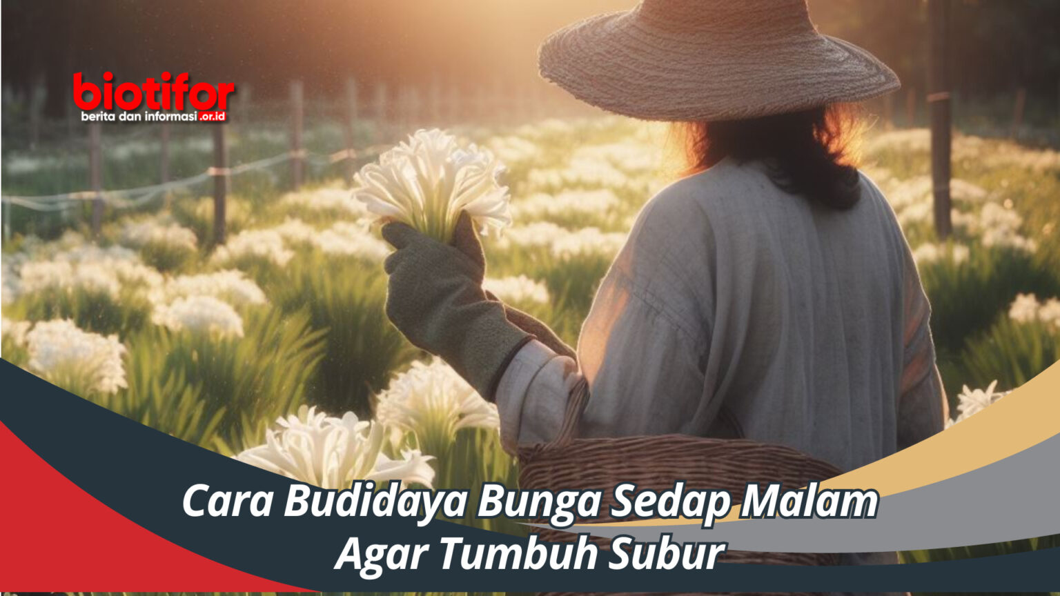 Cara Budidaya Bunga Sedap Malam Agar Tumbuh Subur - Biotifor