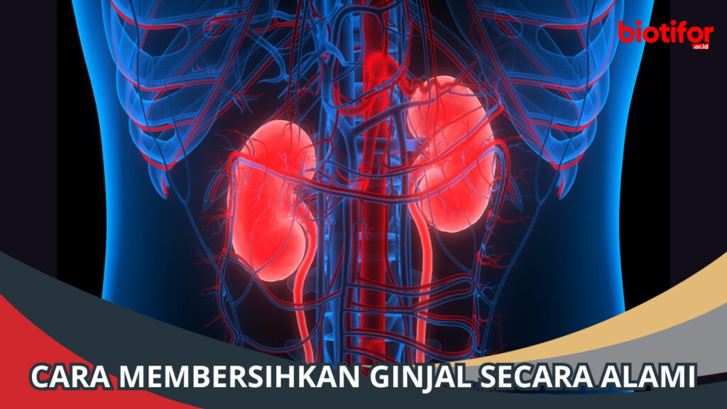Cara Membersihkan Ginjal Secara Alami | Tips untuk Ginjal Sehat - Biotifor