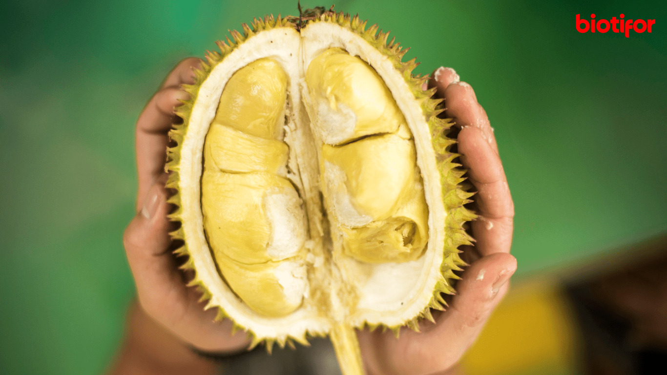 Cara Memilih Durian yang Manis dan Legit, 100% Akurat! - Biotifor
