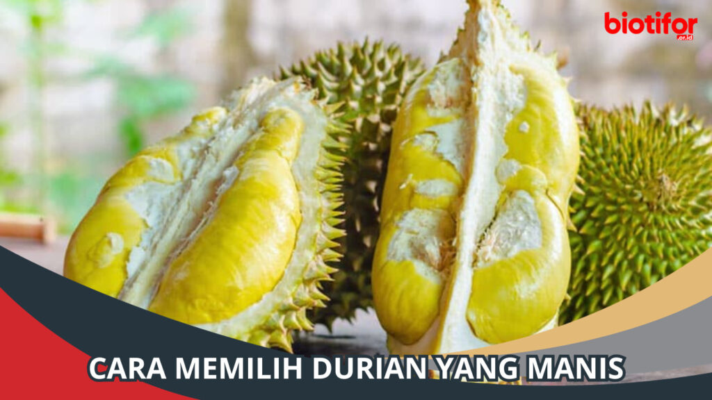 Cara Memilih Durian yang Manis dan Legit, 100% Akurat! - Biotifor