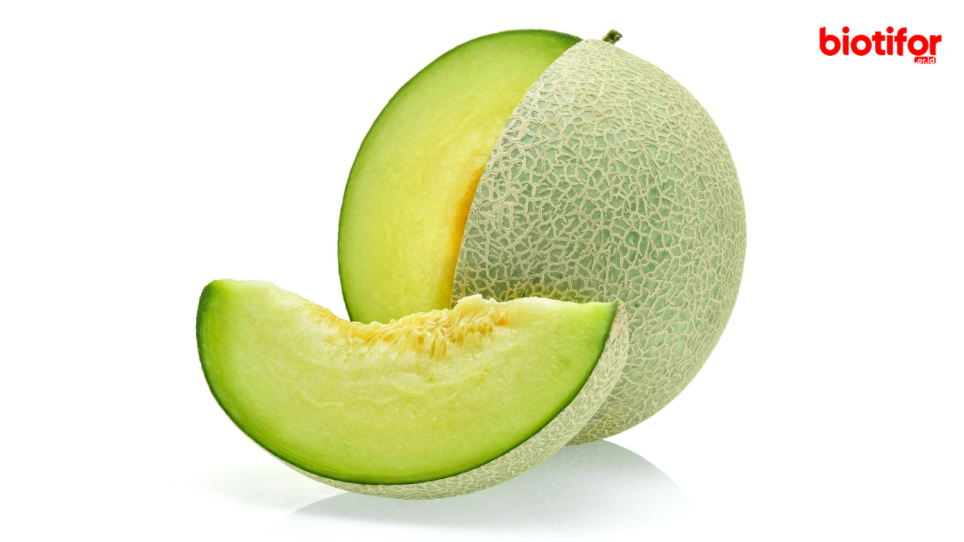 Jangan Sampai Zonk! Berikut Cara Memilih Melon yang Manis - Biotifor