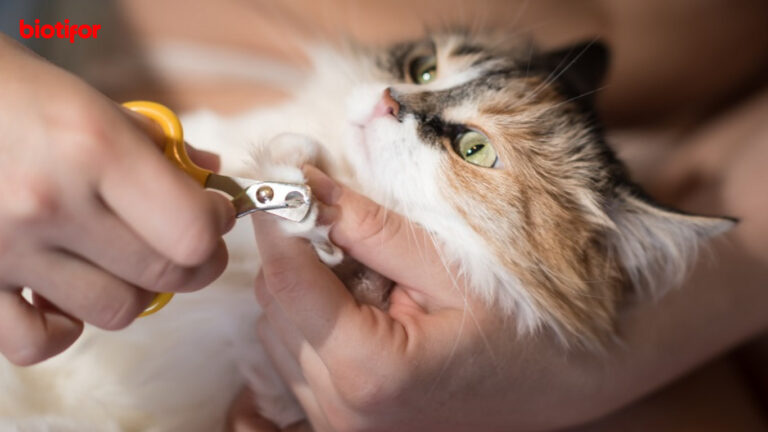 Cara Memotong Kuku Kucing yang Benar dan Aman - Biotifor