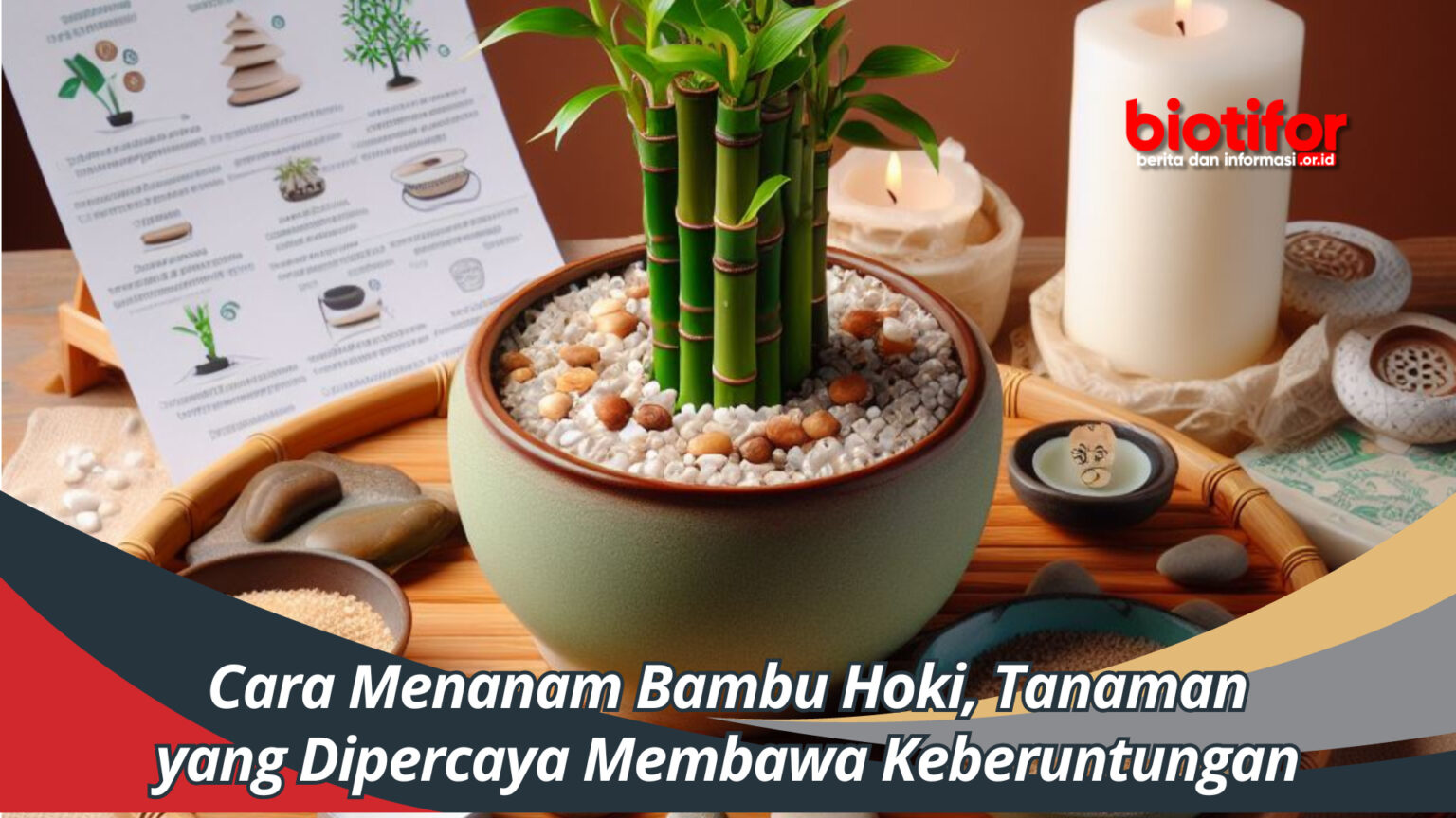 Cara Menanam Bambu Hoki, Tanaman yang Dipercaya Membawa Keberuntungan ...