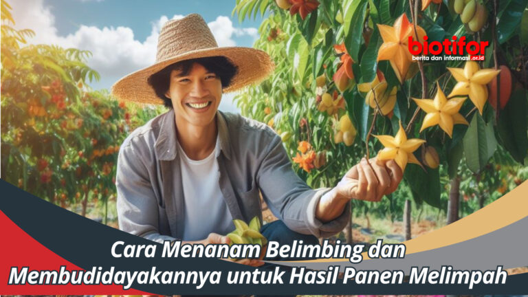 Cara Menanam Belimbing dan Membudidayakannya untuk Hasil Panen Melimpah - Biotifor