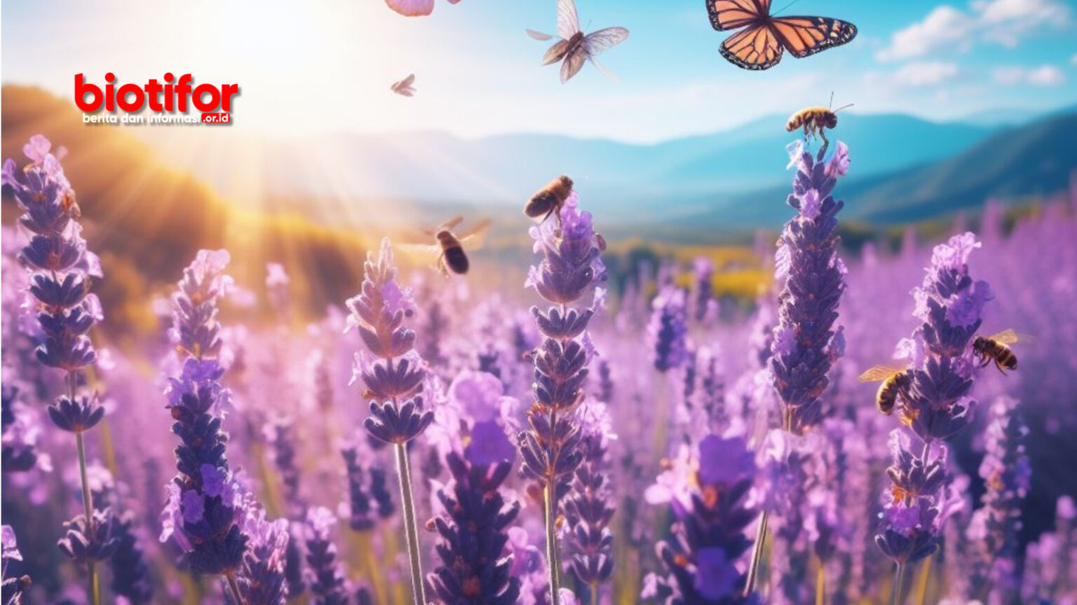 Cara Menanam Bunga Lavender di Indonesia yang Mudah dan Praktis - Biotifor