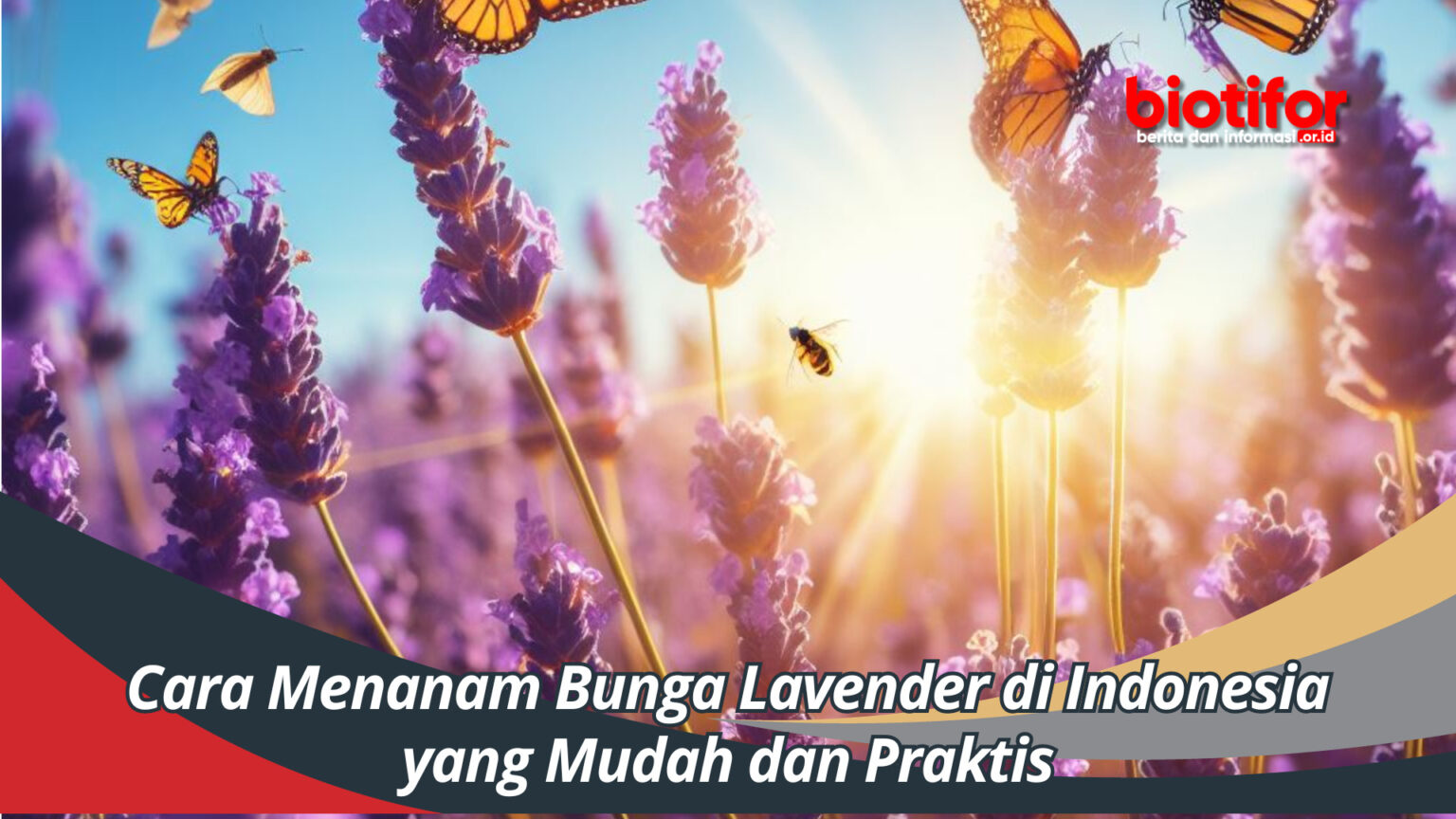 Cara Menanam Bunga Lavender di Indonesia yang Mudah dan Praktis - Biotifor