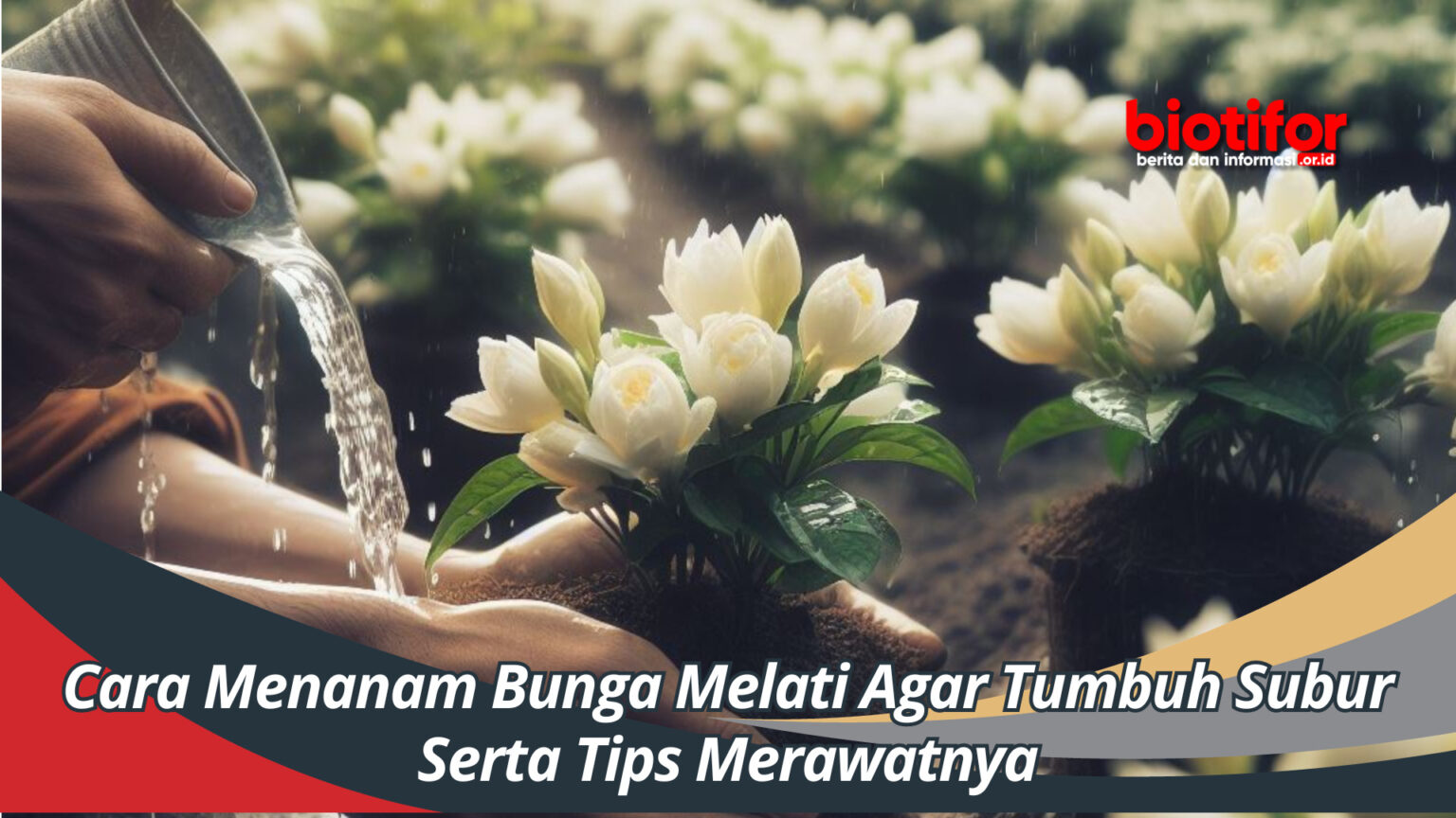 Cara Menanam Bunga Melati Agar Tumbuh Subur Serta Tips Merawatnya - Biotifor