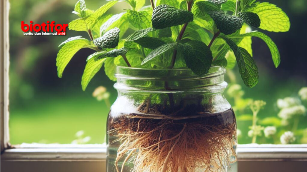 Cara Menanam Daun Mint dan Merawatnya Hingga Tumbuh Subur - Biotifor