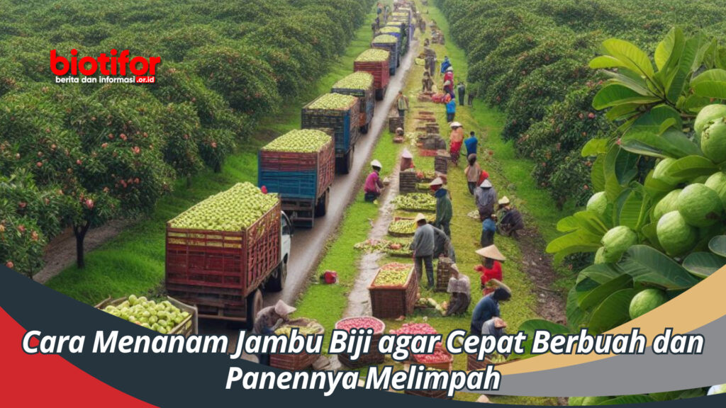 Cara Menanam Jambu Biji agar Cepat Berbuah dan Panennya Melimpah - Biotifor