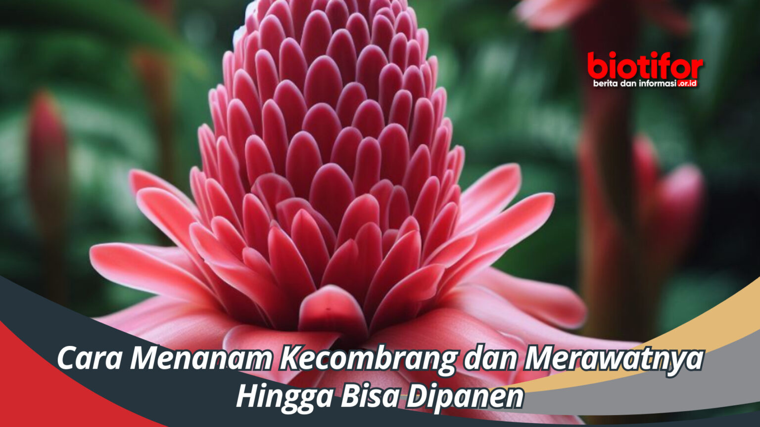 Cara Menanam Kecombrang dan Merawatnya Hingga Bisa Dipanen - Biotifor