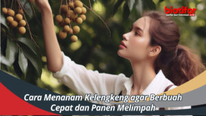Cara Menanam Kelengkeng agar Berbuah Cepat dan Panen Melimpah - Biotifor