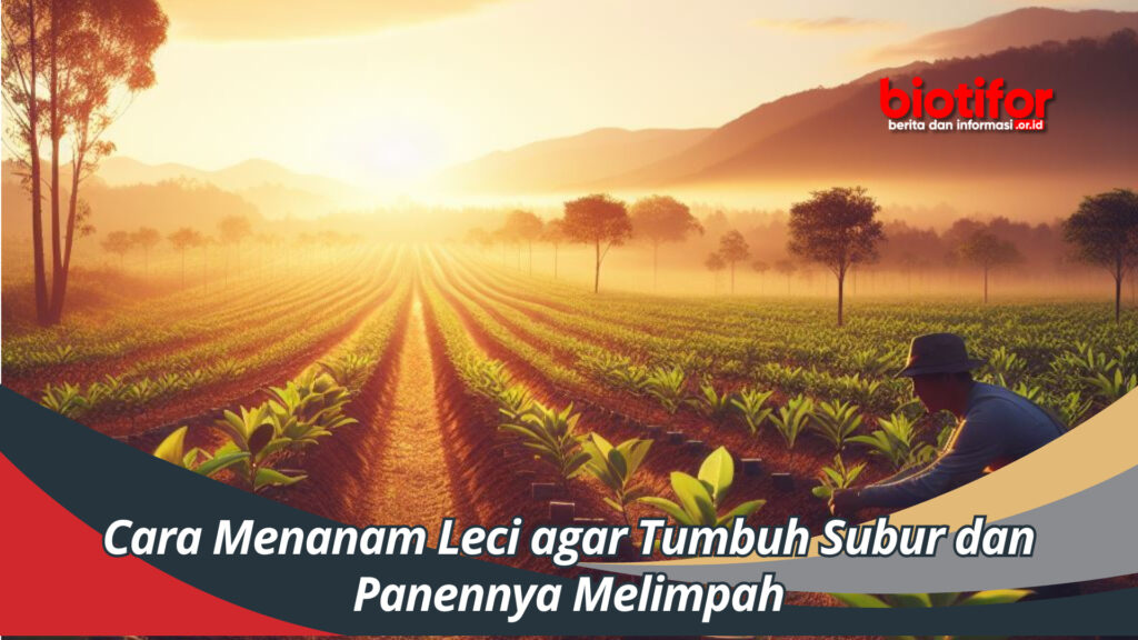 Cara Menanam Leci agar Tumbuh Subur dan Panennya Melimpah - Biotifor