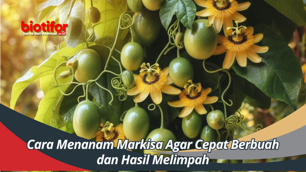 Cara Menanam Markisa Agar Cepat Berbuah dan Hasil Melimpah - Biotifor
