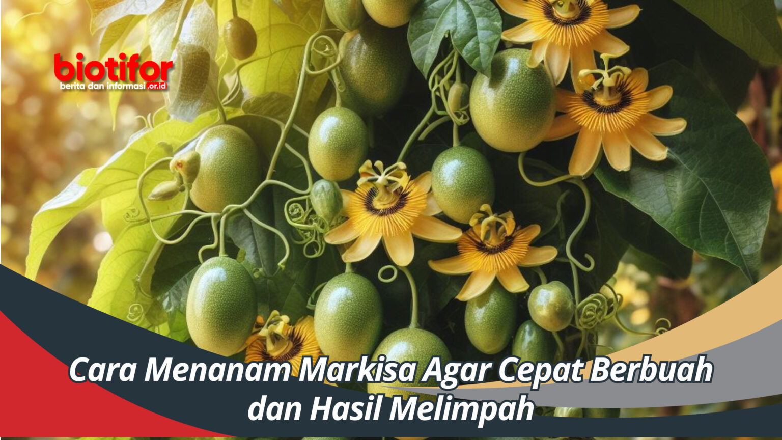 Cara Menanam Markisa Agar Cepat Berbuah dan Hasil Melimpah - Biotifor