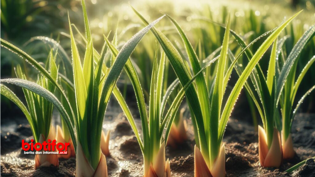 Cara Menanam Sereh di Rumah dengan Mudah dan Hasil Melimpah - Biotifor