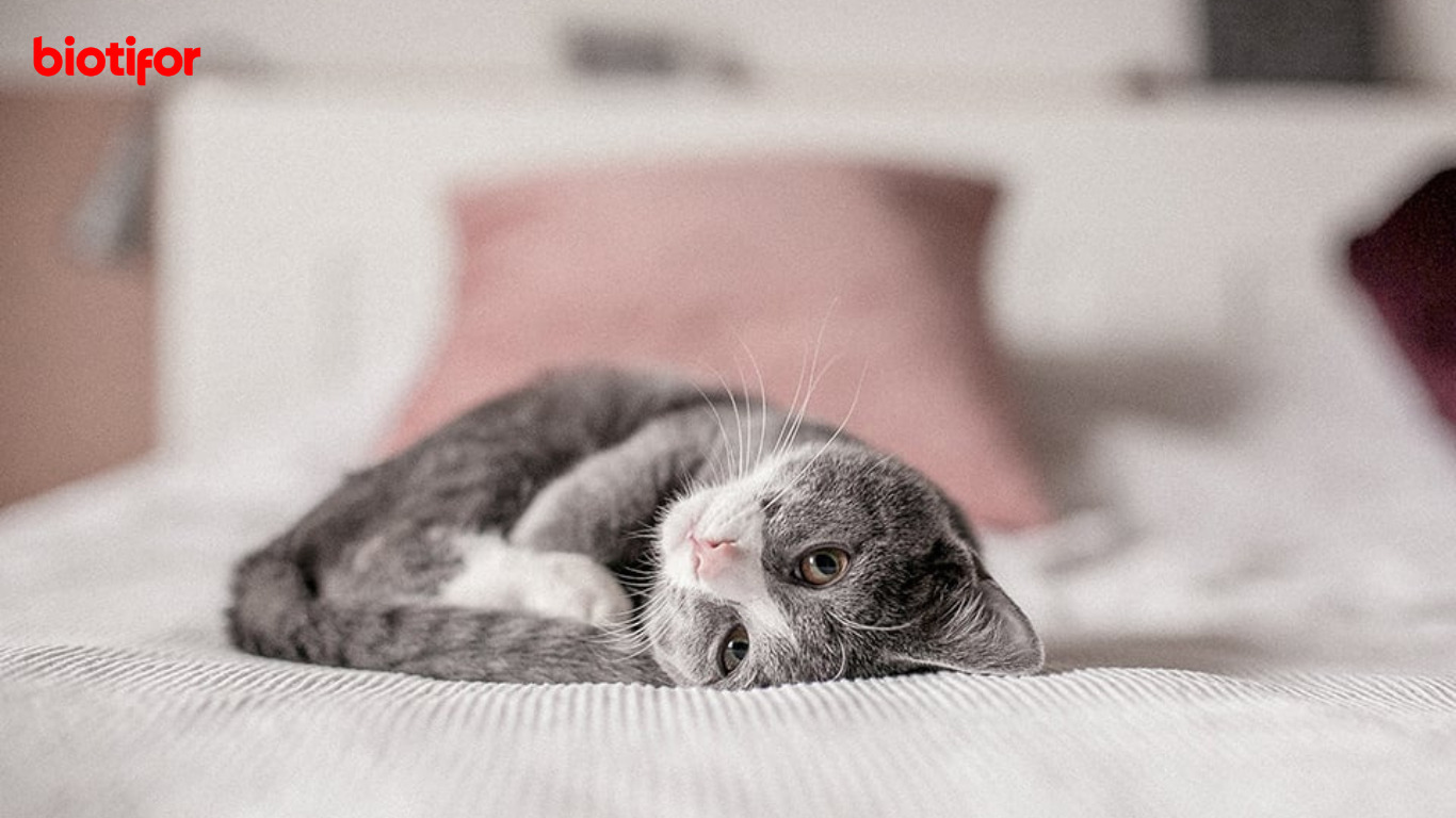 Cara Merawat Anak Kucing dengan Benar dan Aman - Biotifor