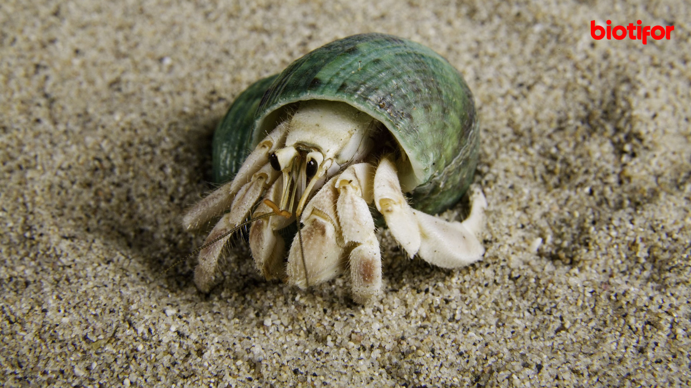 Cara Merawat Kelomang dengan Benar - Biotifor