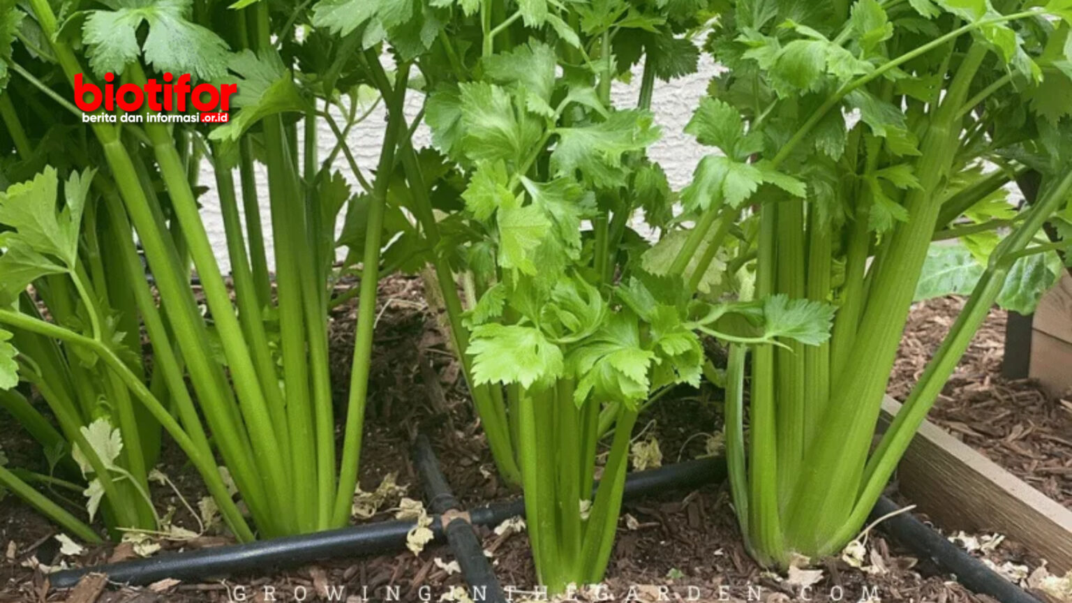 Cara Menanam Seledri yang Mudah dan Praktis - Biotifor