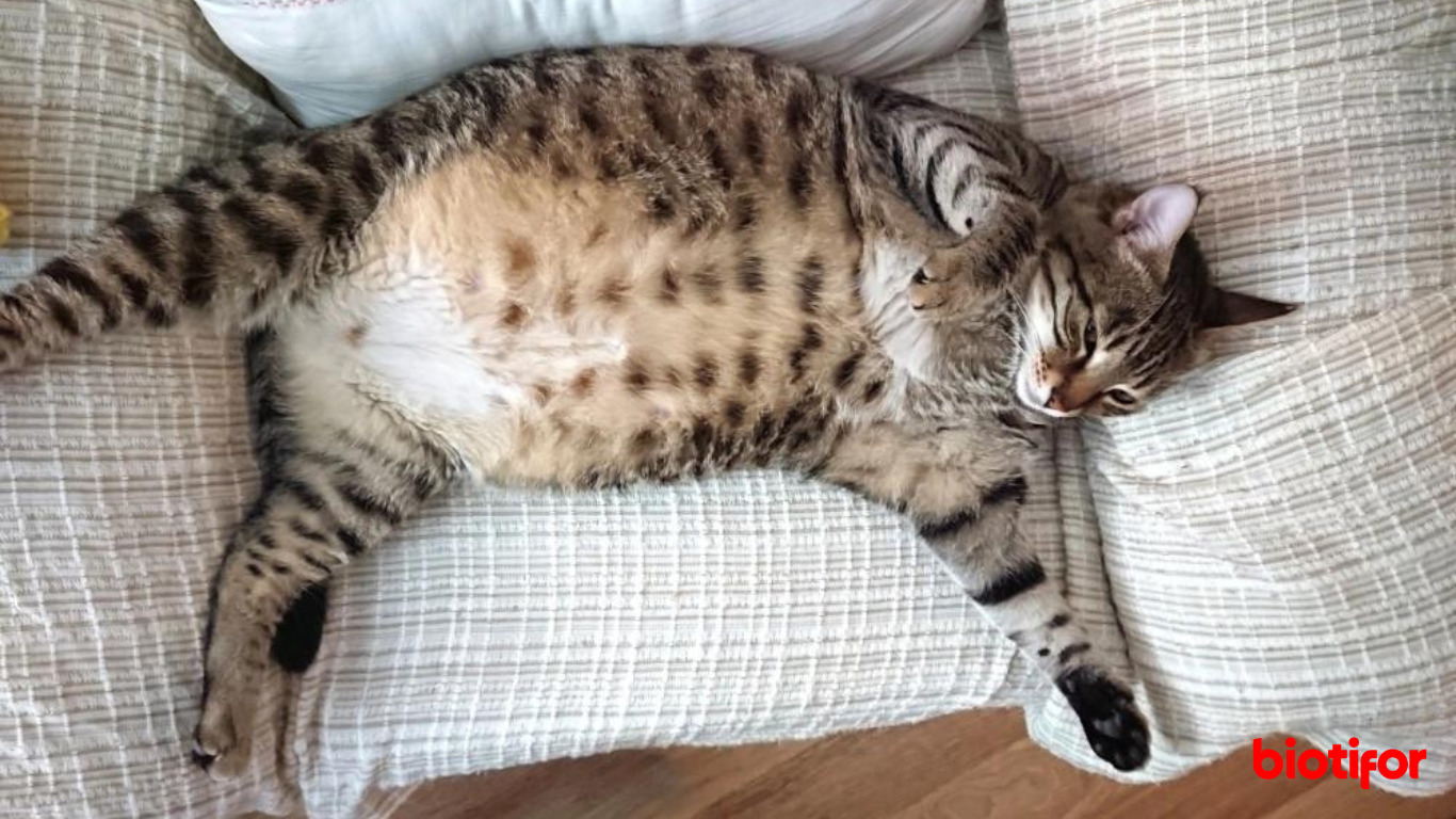 Ciri-Ciri Kucing Hamil dan Cara Merawatnya - Biotifor