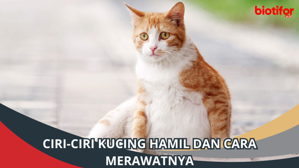 Ciri-Ciri Kucing Hamil dan Cara Merawatnya - Biotifor