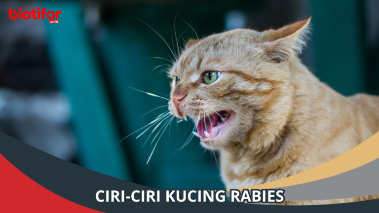 Ciri-Ciri Kucing Rabies: Kenali dan Lindungi Peliharaan kamu - Biotifor