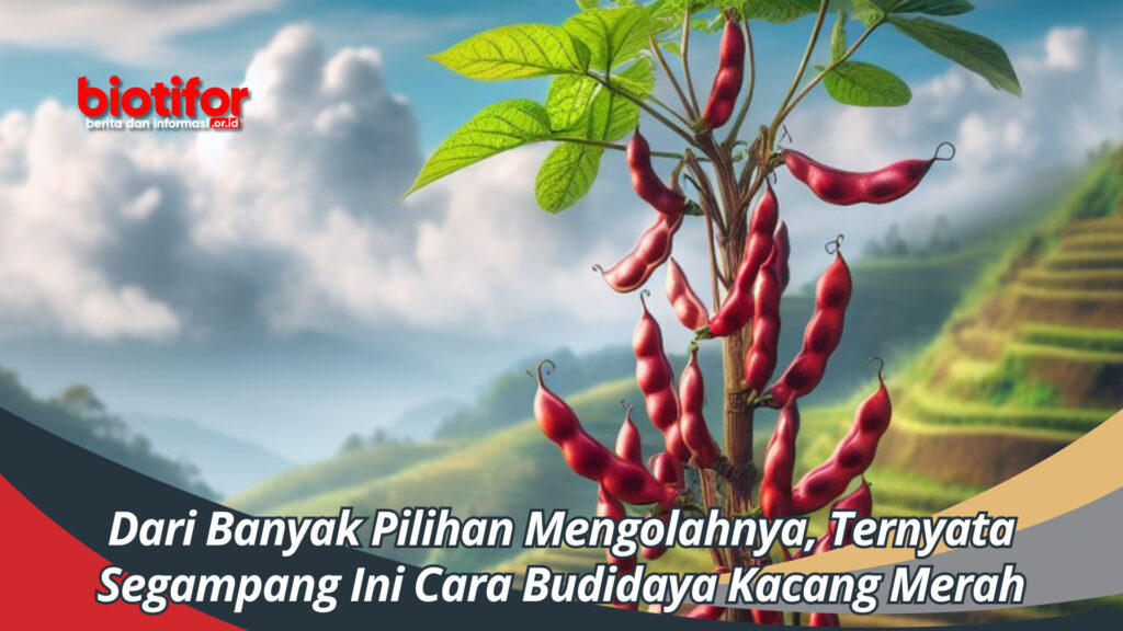 Dari Banyak Pilihan Mengolahnya, Ternyata Segampang Ini Cara Budidaya Kacang Merah - Biotifor