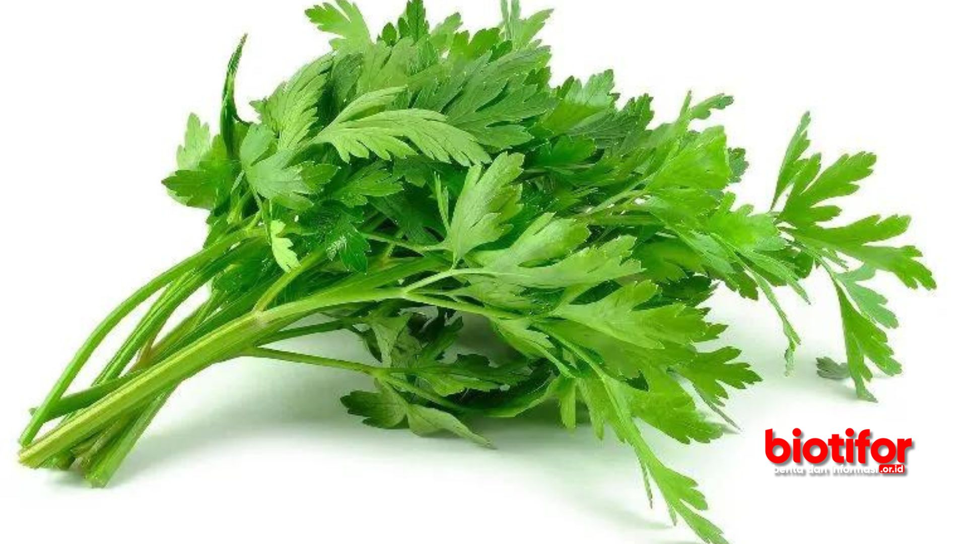 Manfaat dan Khasiat Daun Seledri, Rahasia Kesehatan Alami yang Tersembunyi