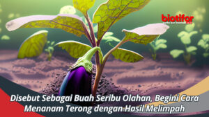 Disebut Sebagai Buah Seribu Olahan, Begini Cara Menanam Terong dengan Hasil Melimpah - Biotifor