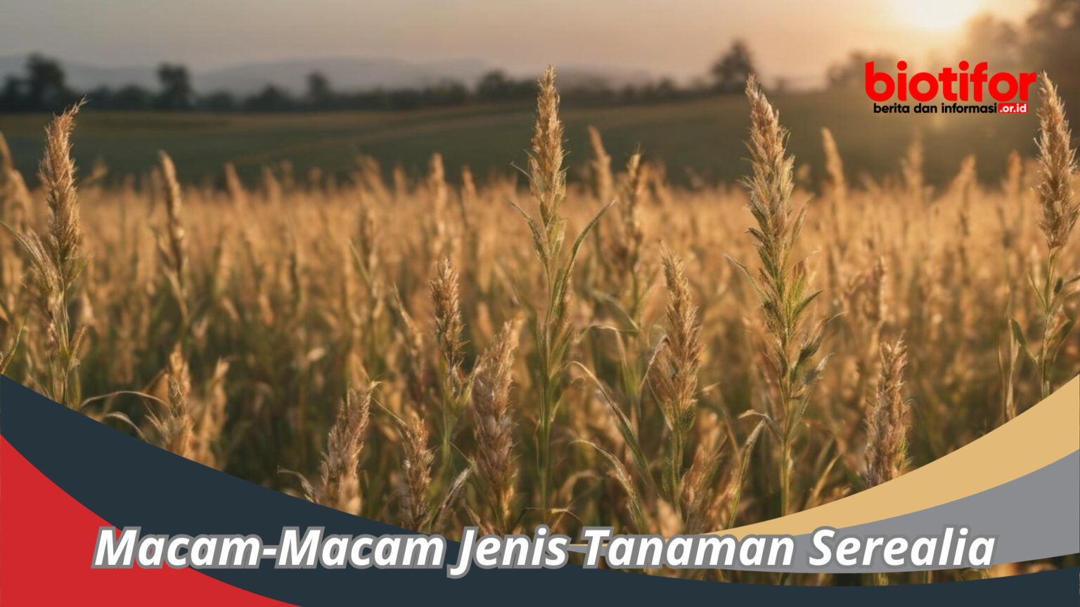 Macam-Macam Jenis Tanaman Serealia Yang Perlu Kamu Tahu - Biotifor