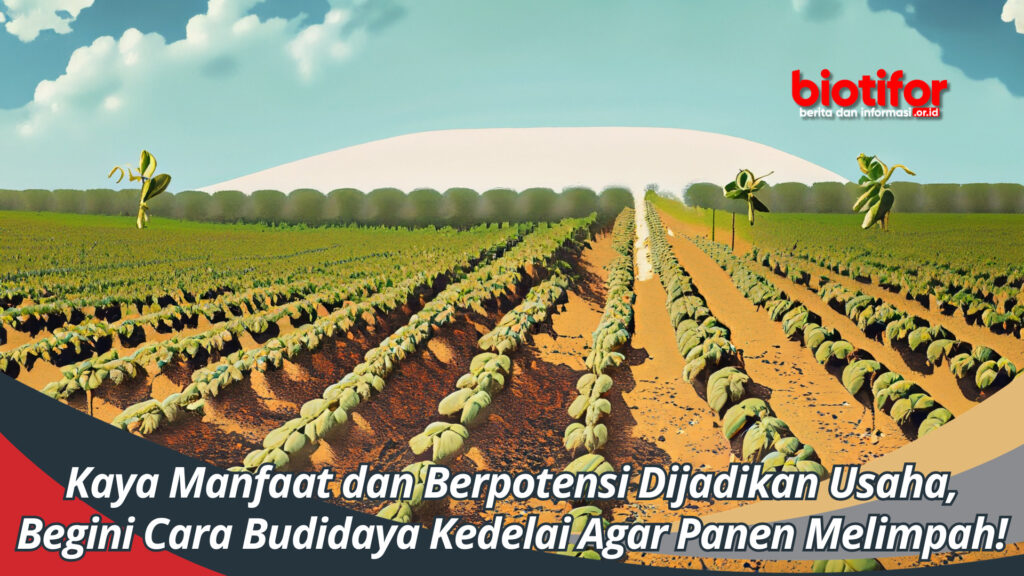 Budidaya Tebu, Mulai Dari Menanam, Merawat, Memanen, Serta Tips Rahasia - Biotifor