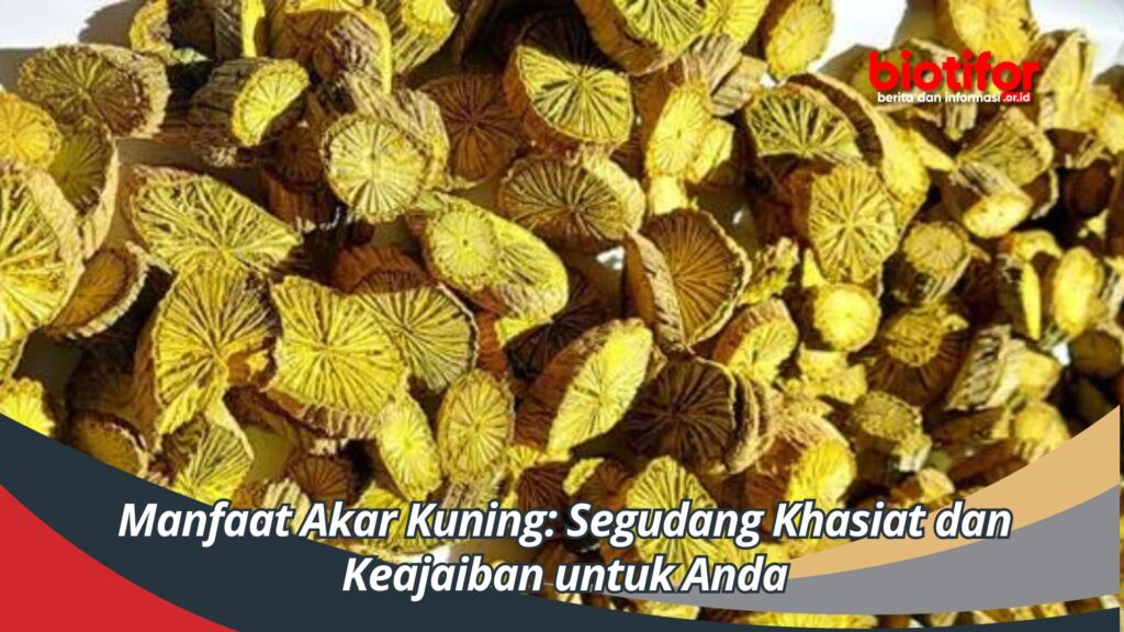 Manfaat Akar Kuning: Segudang Khasiat dan Keajaiban untuk Anda