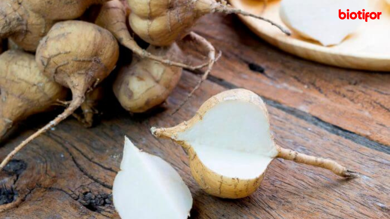 Manfaat Bengkoang untuk Ibu Hamil, Nutrisi Penting! - Biotifor