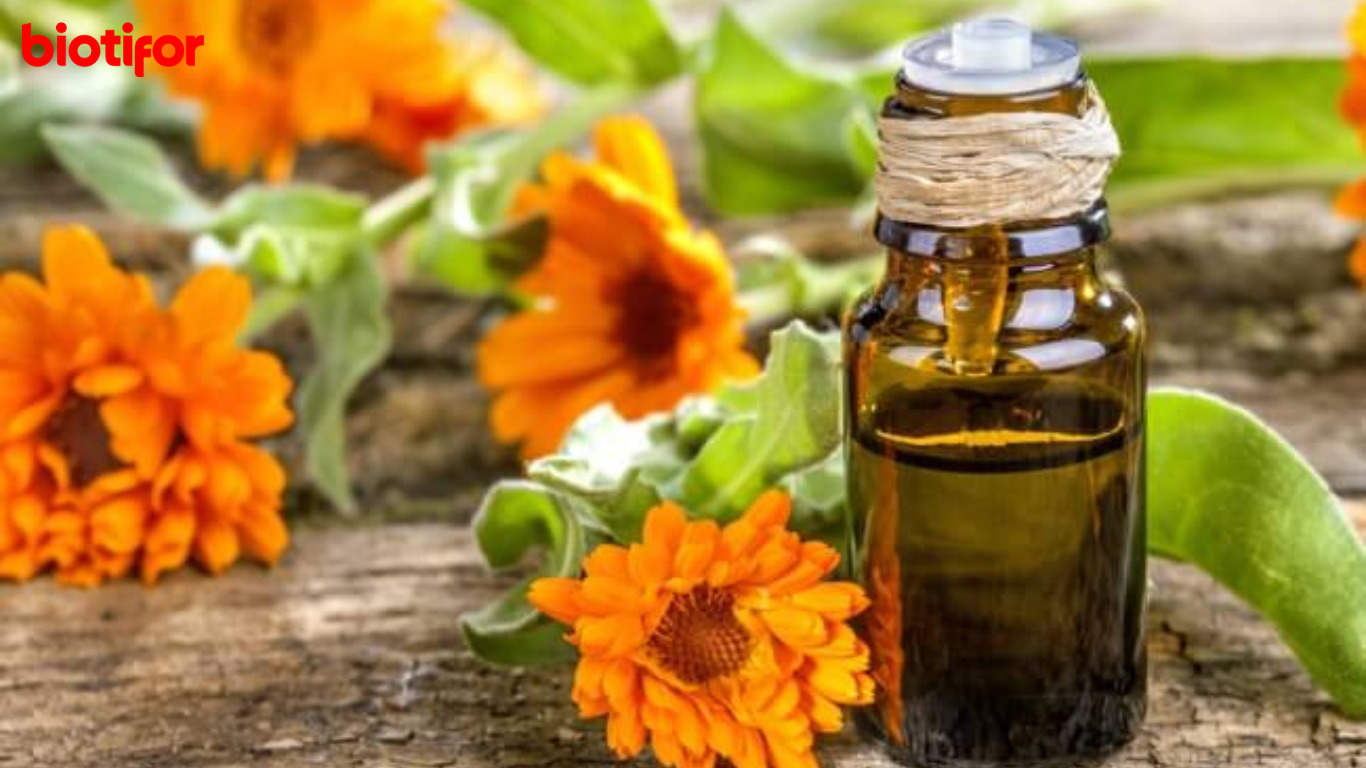 Manfaat Calendula untuk Kulit, Bunga untuk Perawatan Kulit Anda - Biotifor