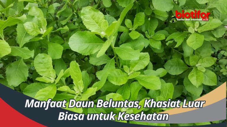 Manfaat Daun Beluntas, Khasiat Luar Biasa untuk Kesehatan - Biotifor