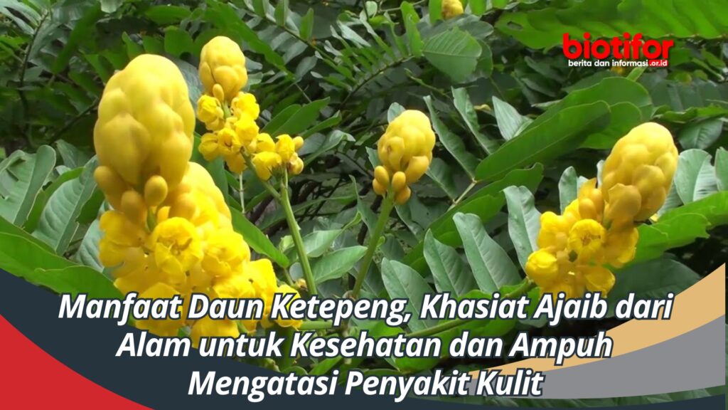 Manfaat Daun Ketepeng, Khasiat Ajaib dari Alam untuk Kesehatan dan ...