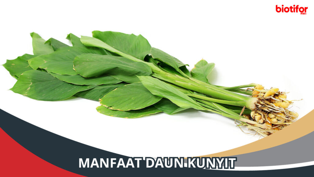 Manfaat Daun Kunyit Bagi Kesehatan Dan Kecantikan Biotifor