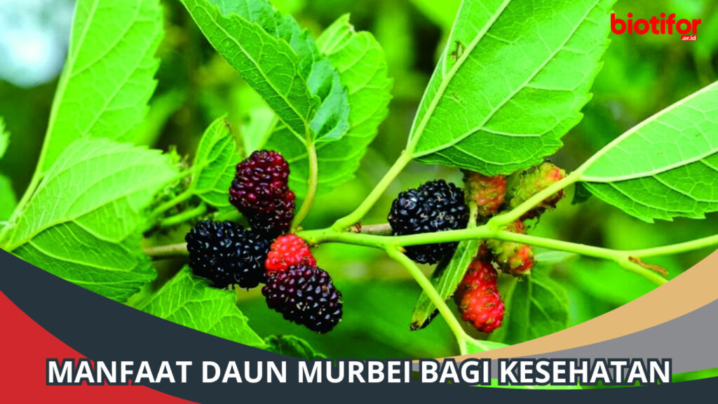 9 Manfaat Daun Murbei Bagi Kesehatan, Melancarkan BAB - Biotifor