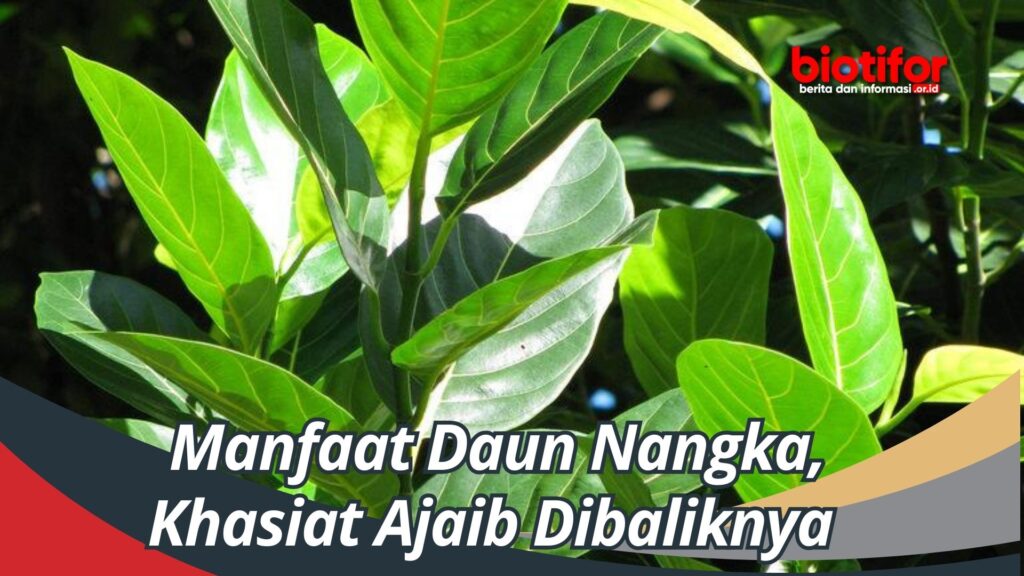 Manfaat Daun Nangka Khasiat Ajaib Dibaliknya Biotifor