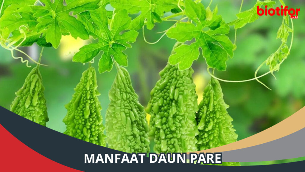 8 Manfaat Daun Pare Bagi Kesehatan, Baik untuk Mata - Biotifor