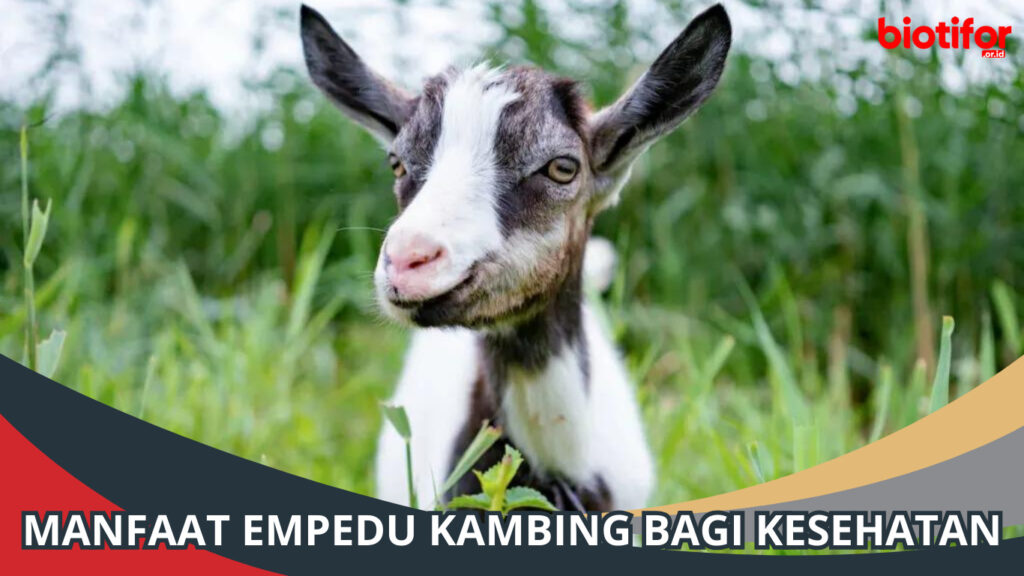 Manfaat Empedu Kambing Bagi Kesehatan dan Efek Sampingnya - Biotifor