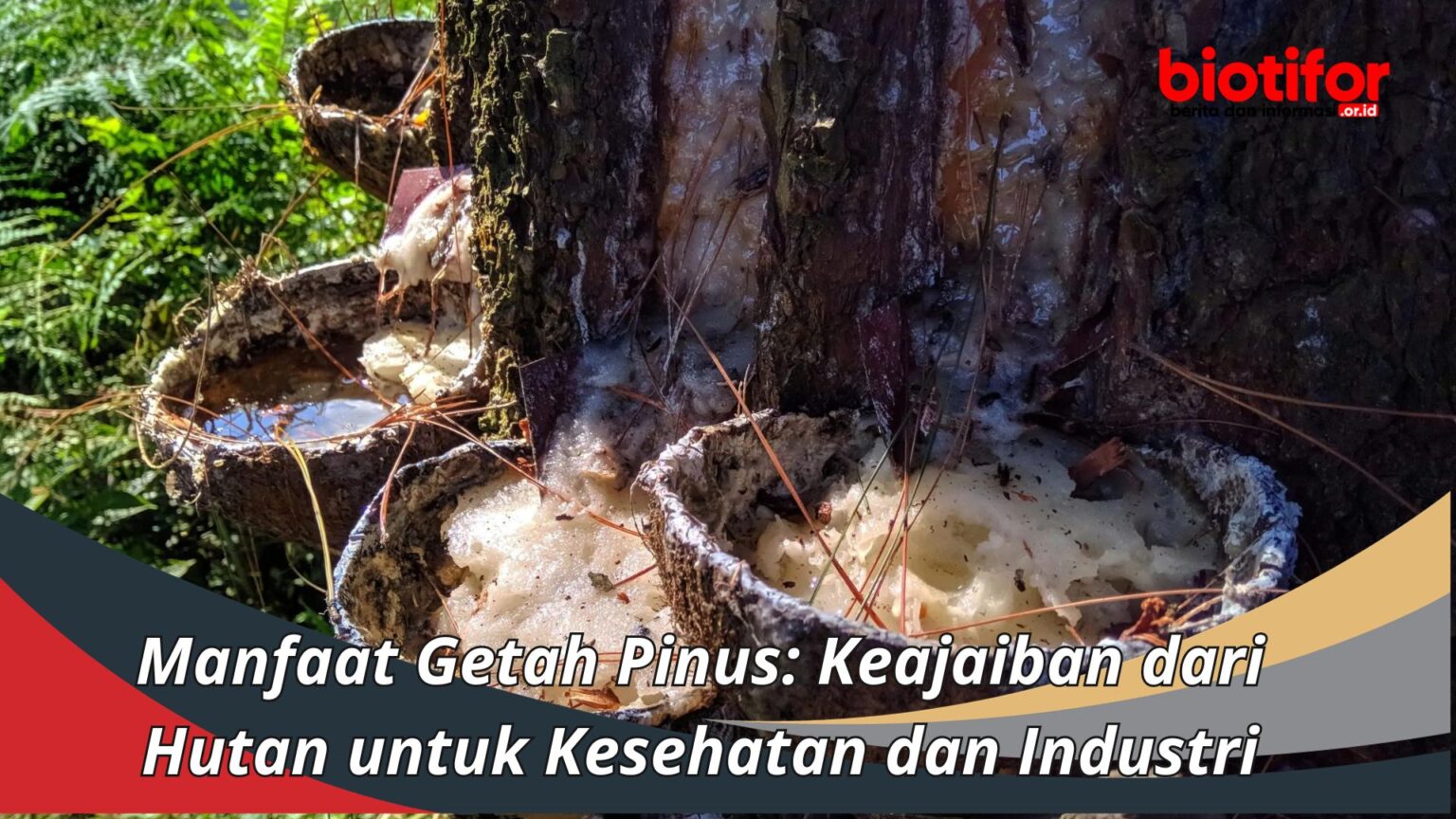 Manfaat Getah Pinus: Keajaiban dari Hutan untuk Kesehatan dan Industri