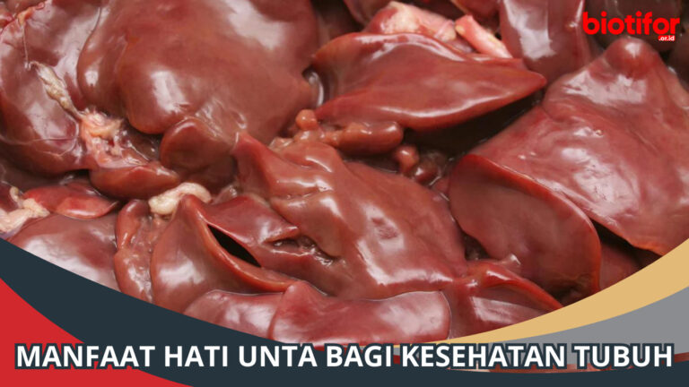 6 Manfaat Hati Unta Bagi Kesehatan Tubuh Kita, Simak! - Biotifor